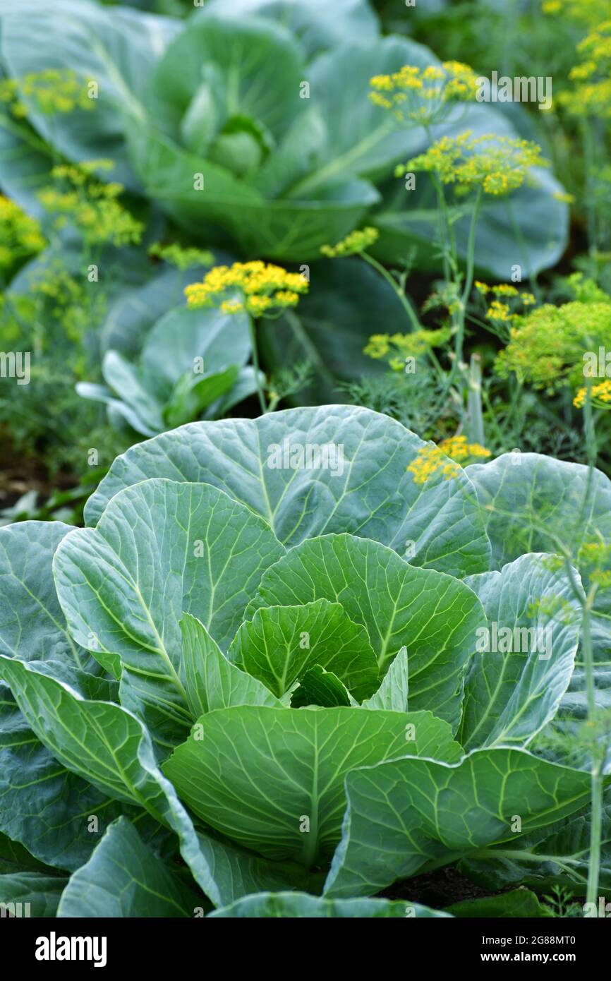 Young cabbage grows in a market garden Stock Photo - Alamy