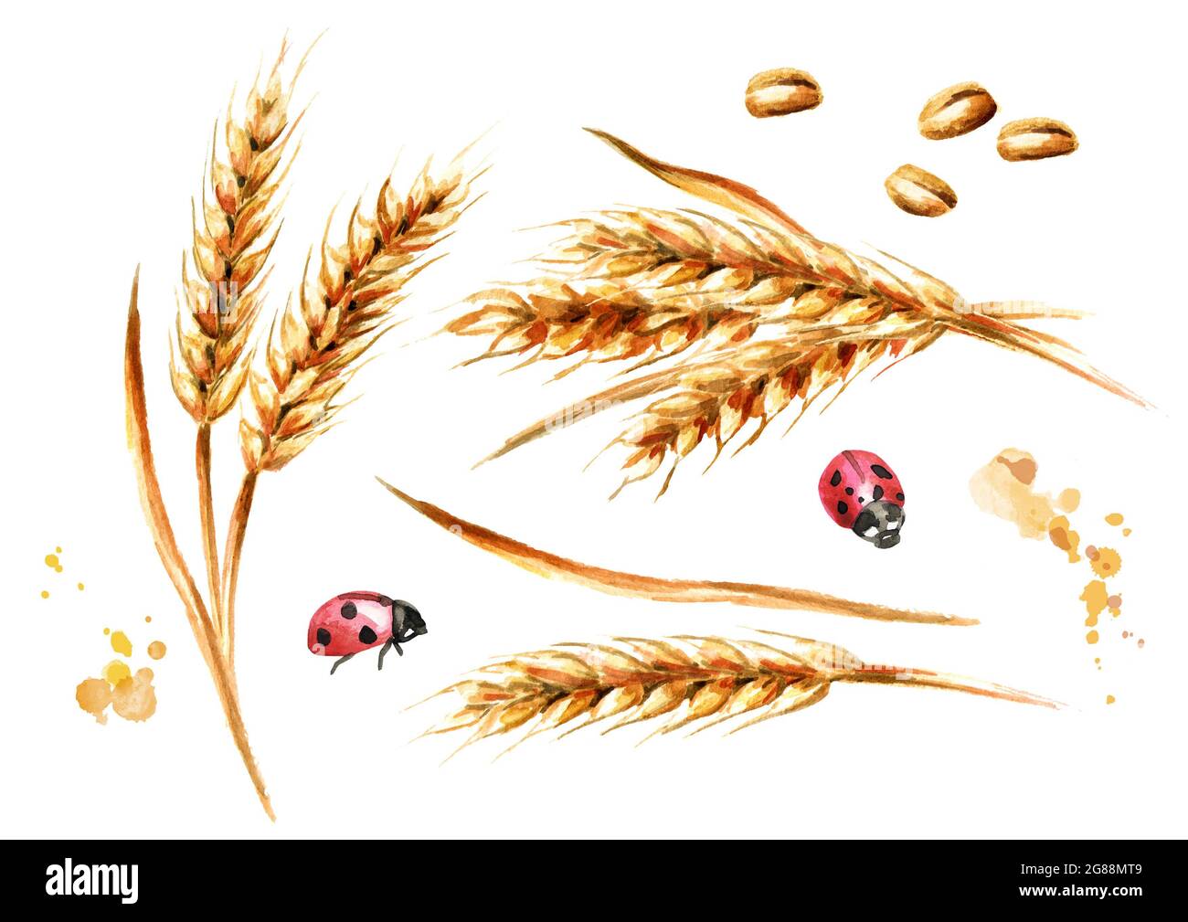 Ears of wheat and seeds set. Watercolor hand drawn illustration ...