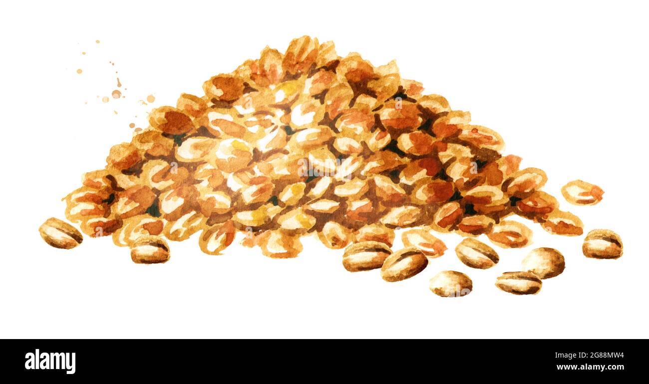 Wheat seeds. Watercolor hand drawn illustration, isolated on white ...