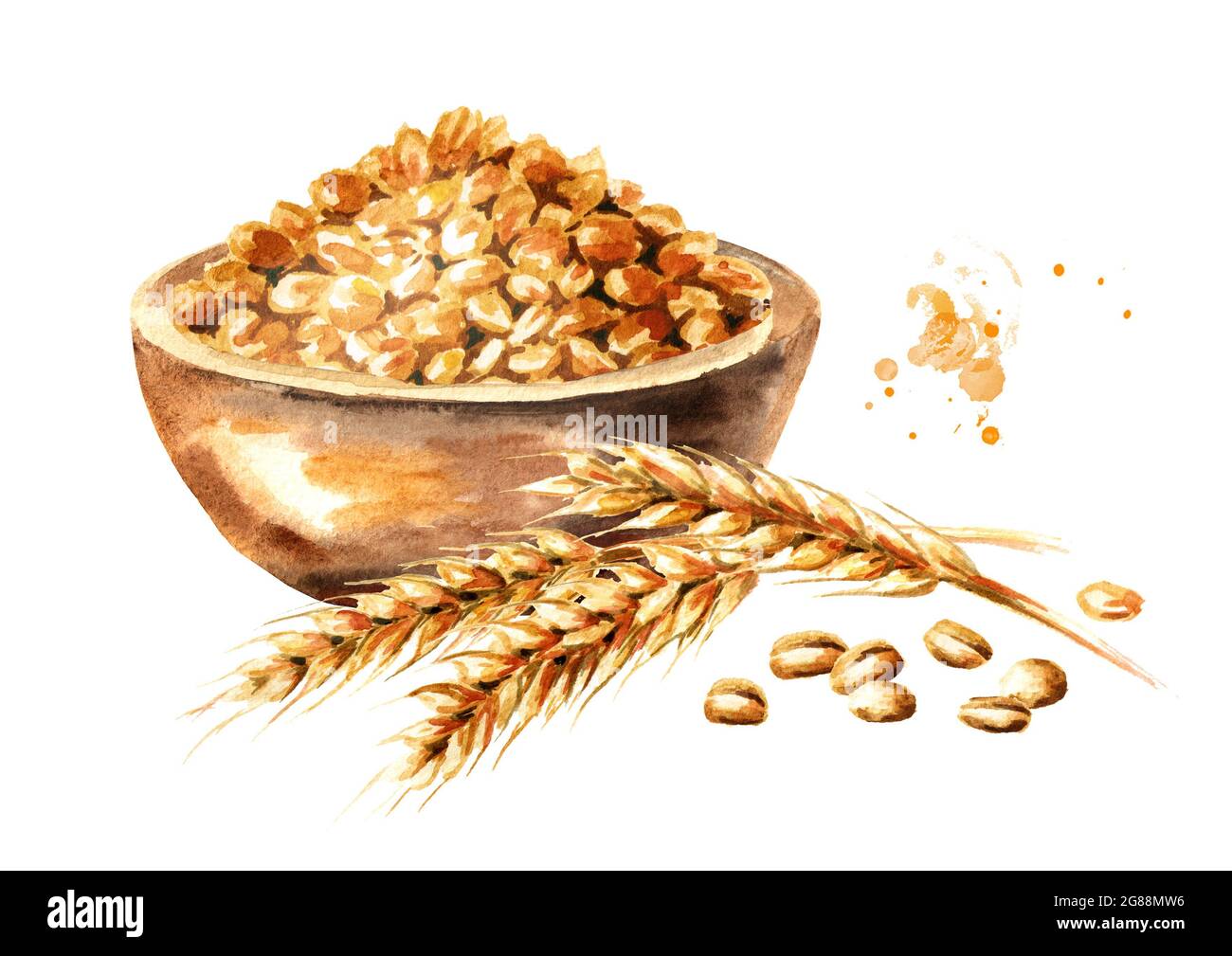 Wheat ear and bowl with grain. Watercolor hand drawn illustration ...