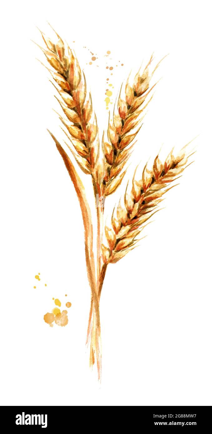 Ears of wheat. Watercolor hand drawn vertical illustration, isolated on ...