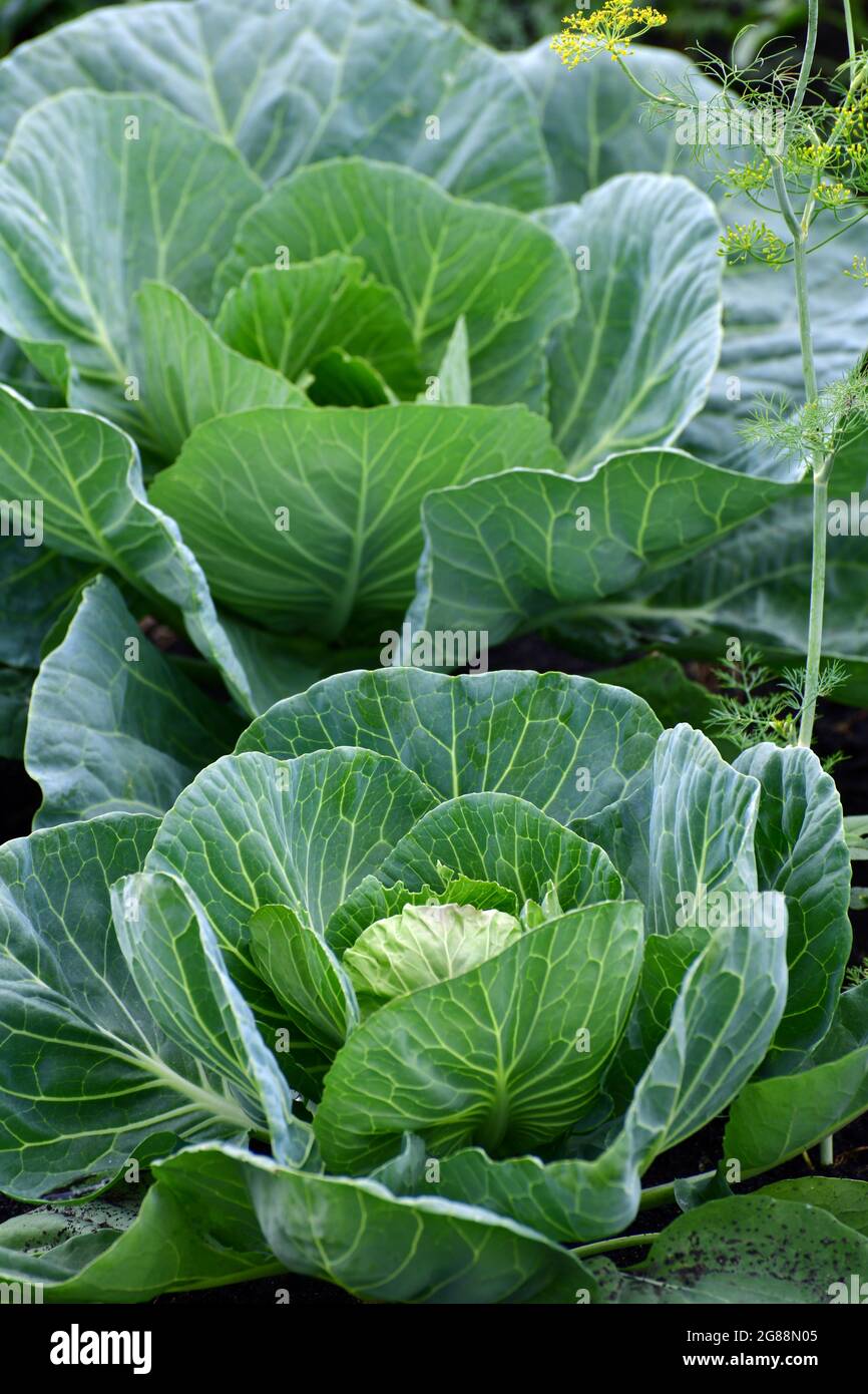 Young cabbage grows in a market garden Stock Photo - Alamy