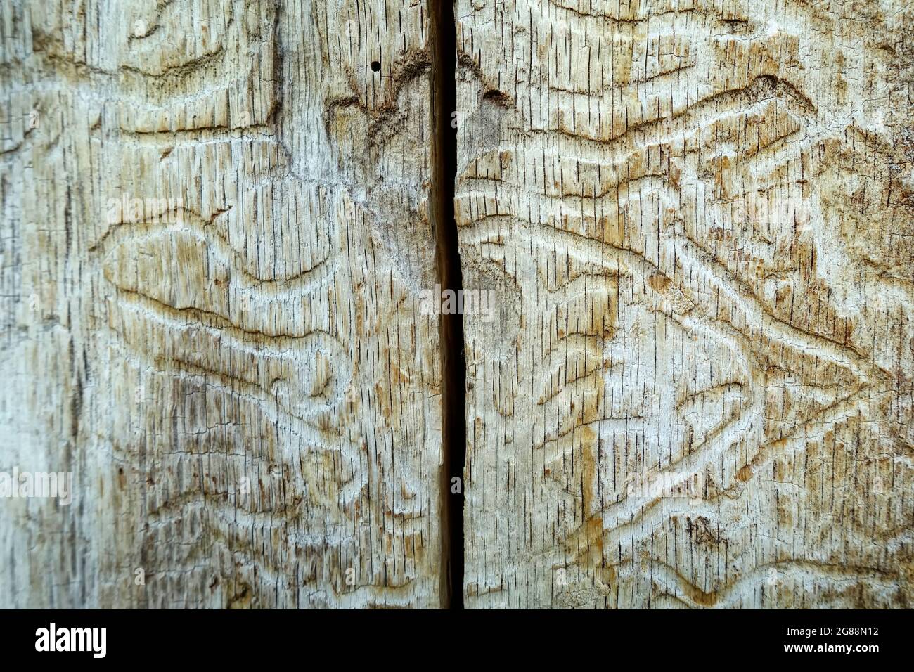 Bark beetles in a tree Stock Photo - Alamy
