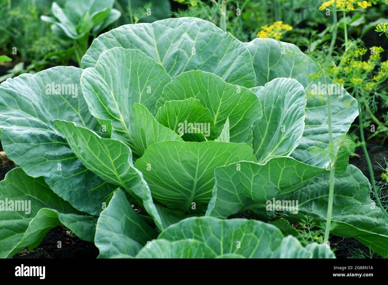 Young cabbage grows in a market garden Stock Photo - Alamy