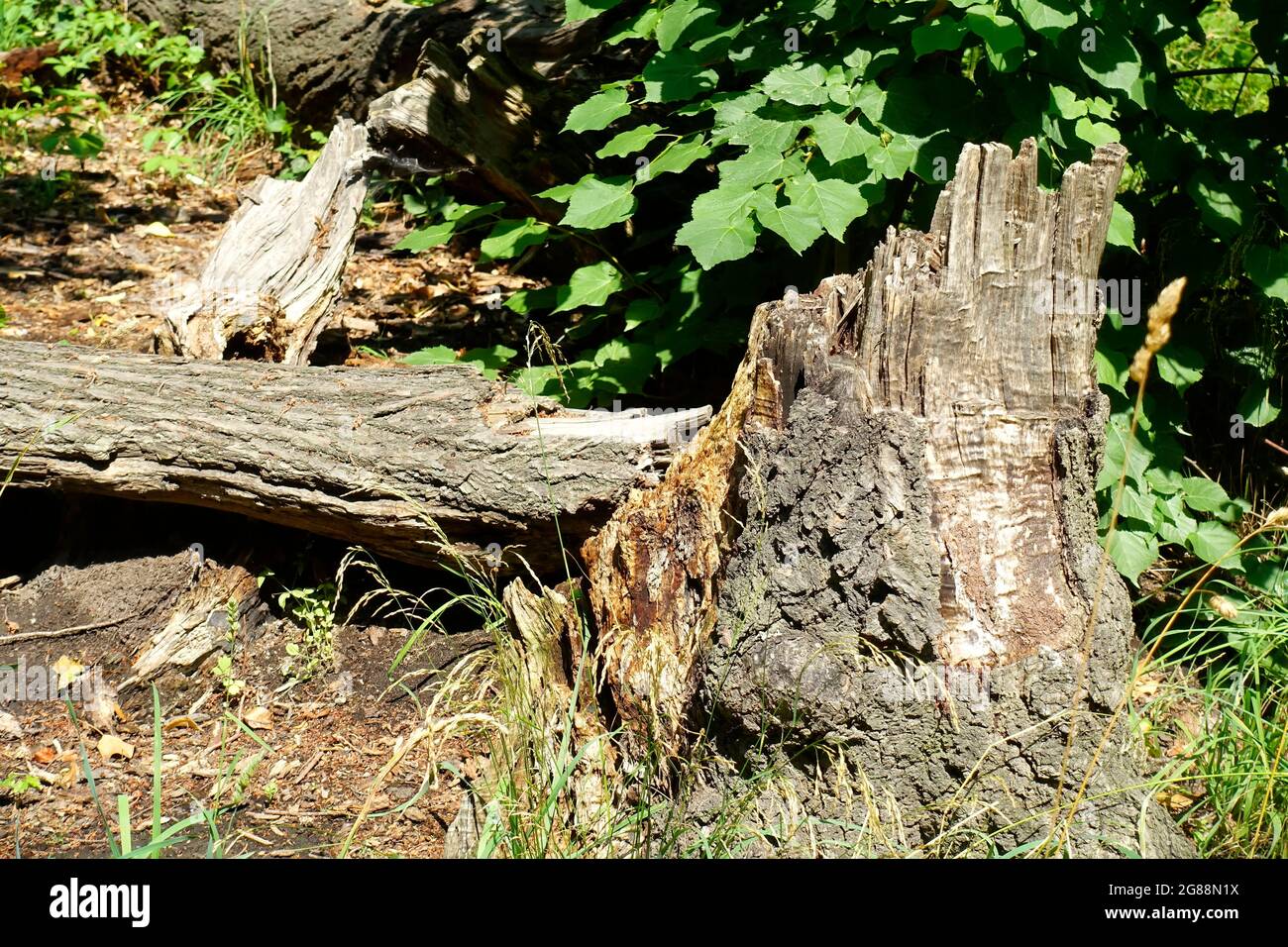 Bark beetles in a tree Stock Photo - Alamy