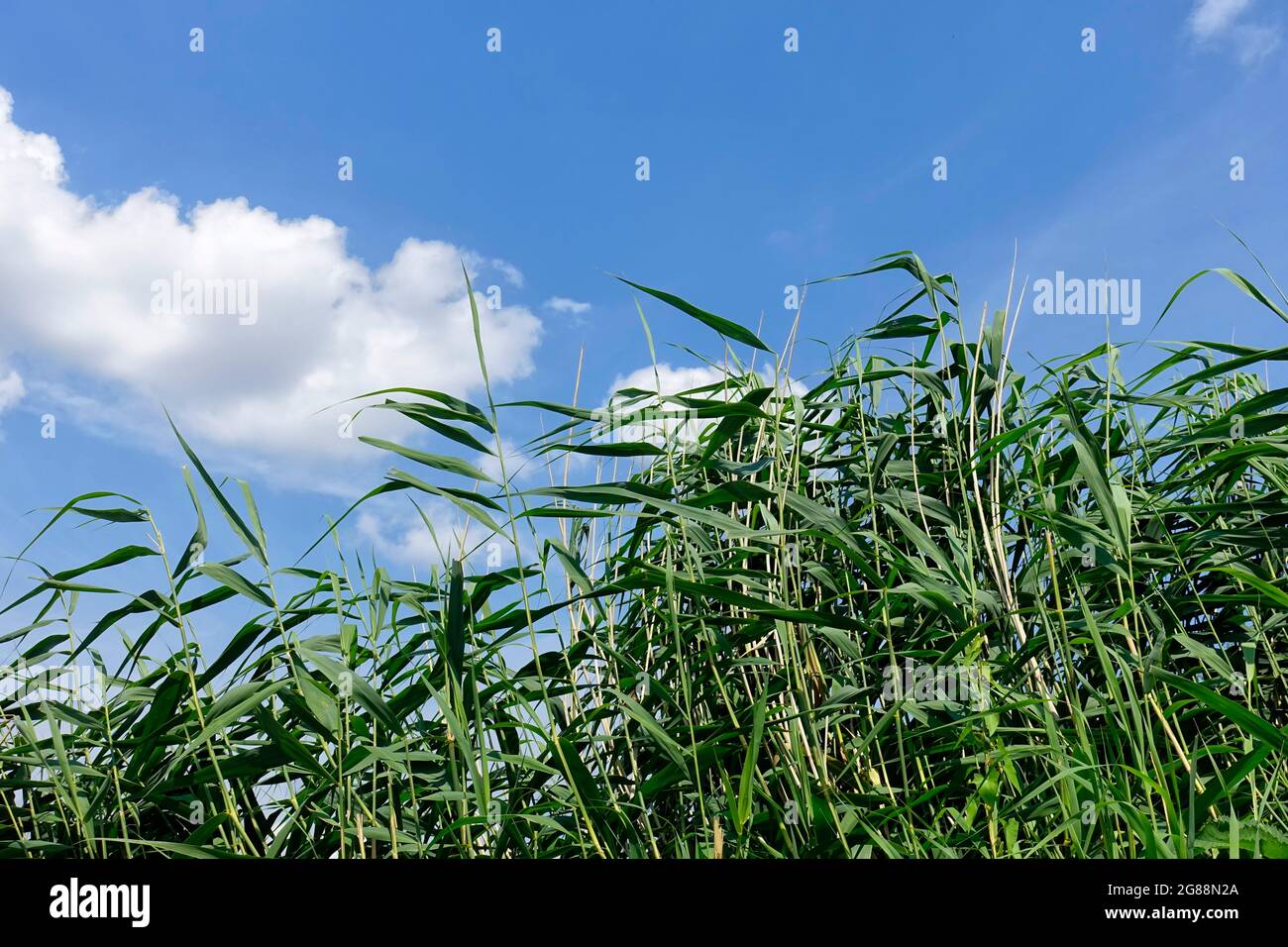 Reed bed rushes hi-res stock photography and images - Alamy