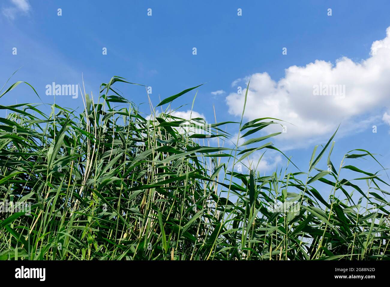 Reed bed rushes hi-res stock photography and images - Alamy