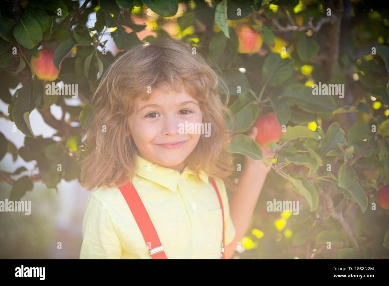 Children Picking Apple Tree High Resolution Stock Photography and ...