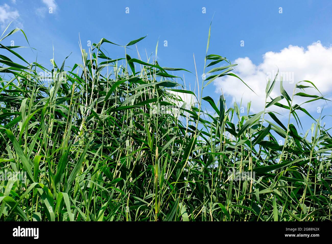 Lakes and reed beds hi-res stock photography and images - Alamy