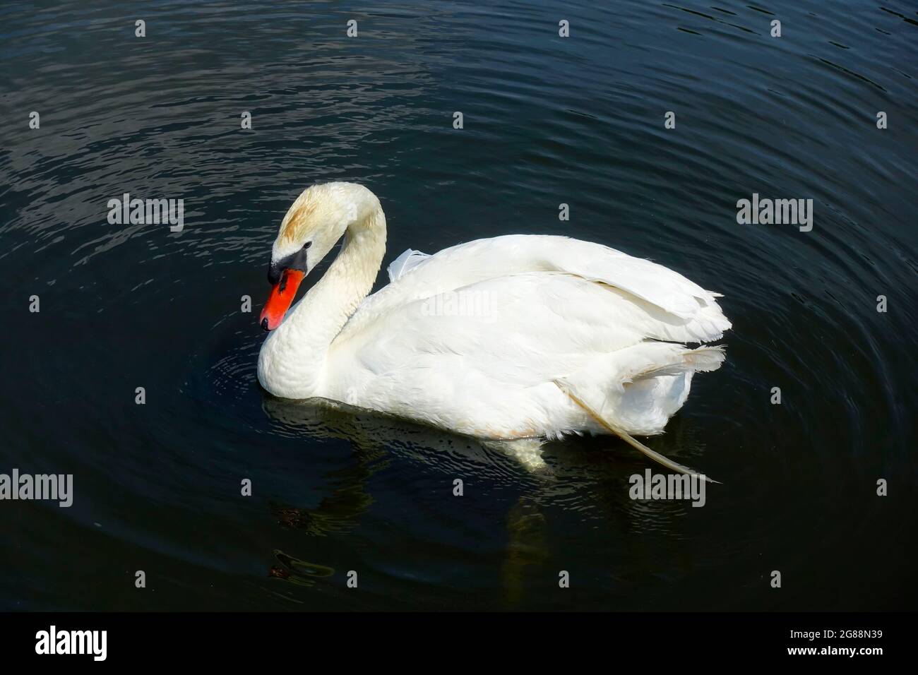 Swan feather hi-res stock photography and images - Alamy
