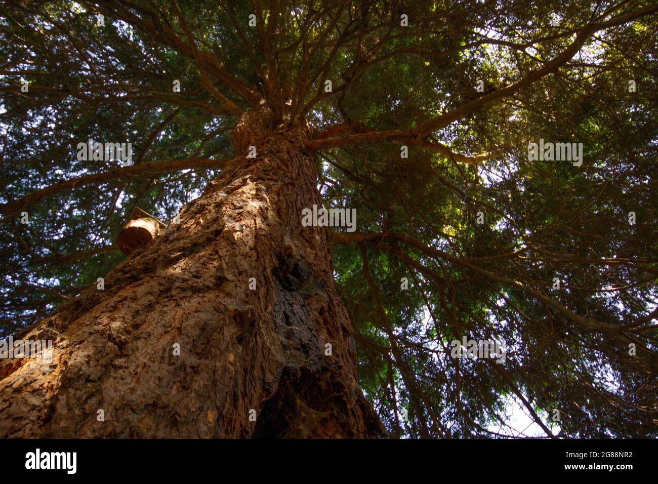 A low angle of an old tall tree in the forest Stock Photo - Alamy