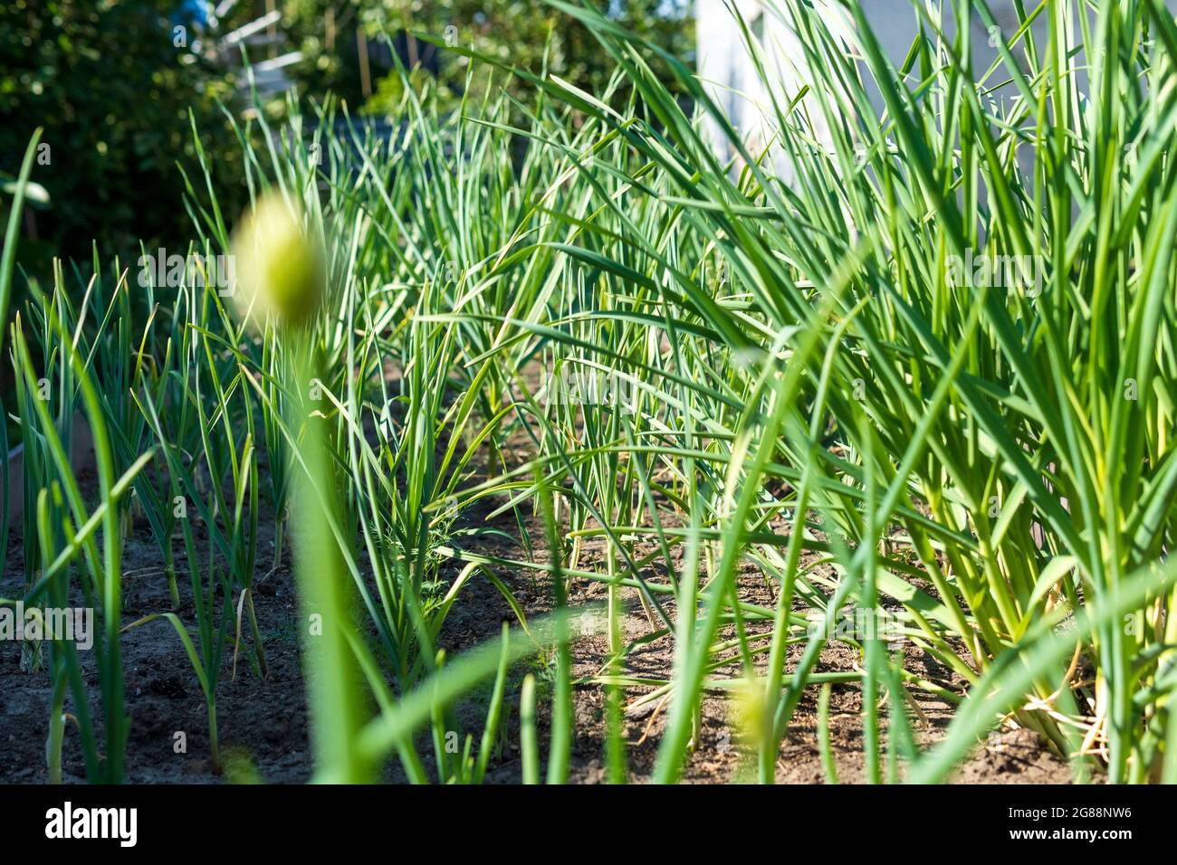 Garlic seedlings young planted in the garden in the countryside. Garlic ...