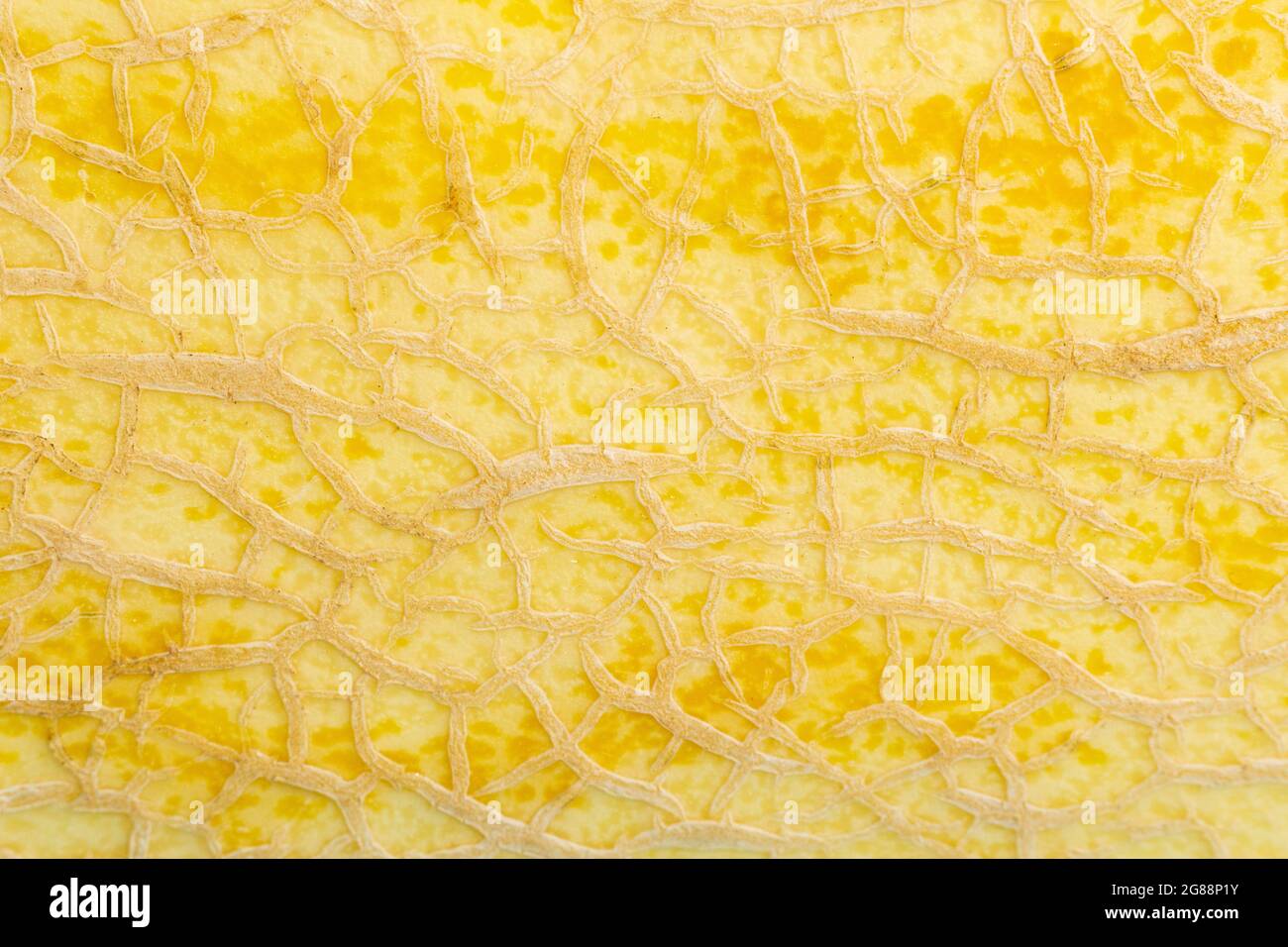 Melon close-up background of fruit skin dripping water. Juicy fruit ...