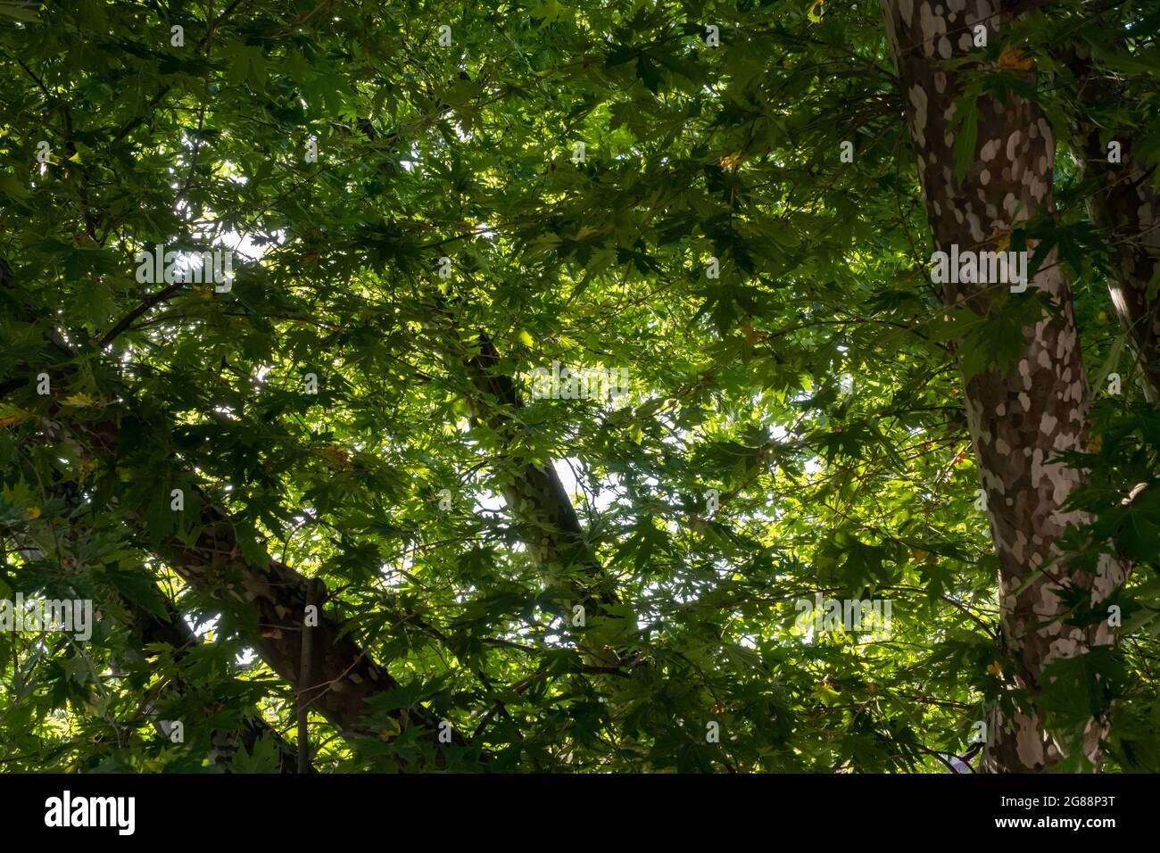 front view tree branches and leaves background Stock Photo - Alamy