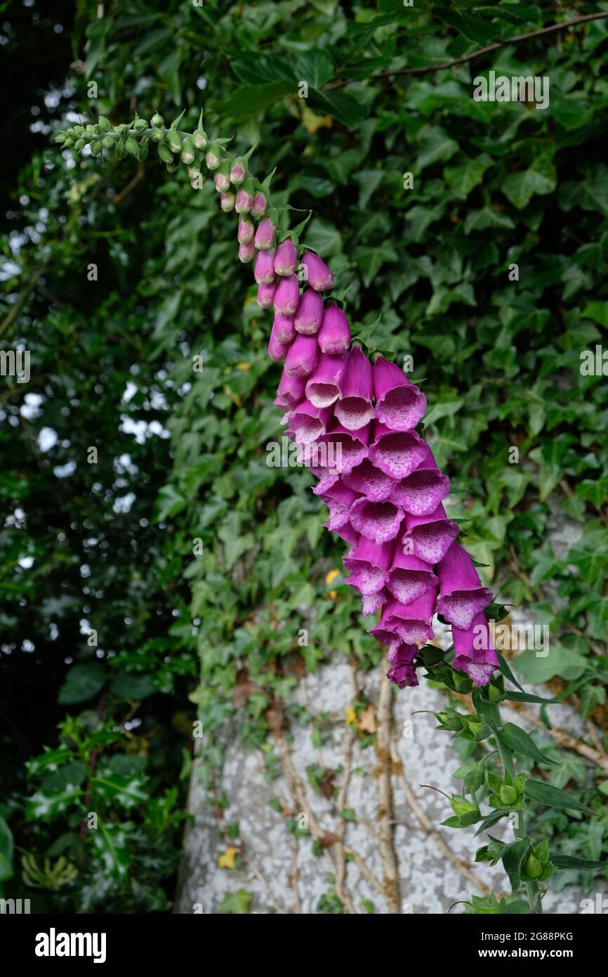 Ivy with purple flowers High Resolution Stock Photography and Images ...