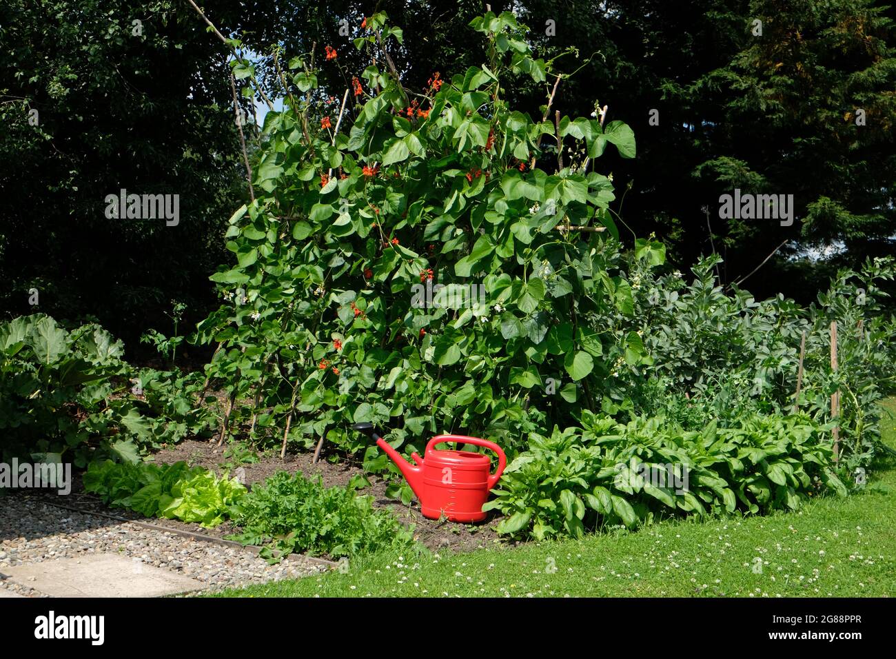 Flowering runner beans growing up sticks in a small vegetable garden. A ...