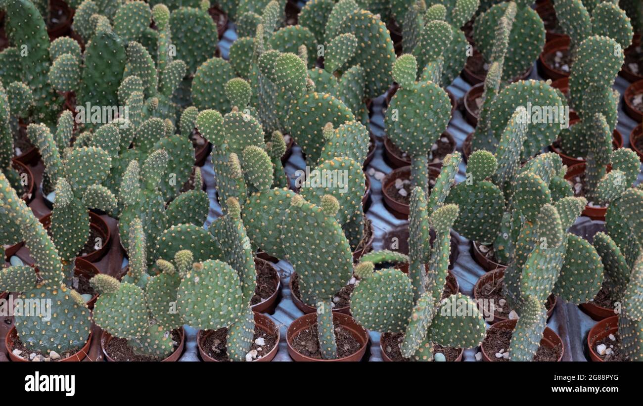 front view cactus background, close up Stock Photo - Alamy