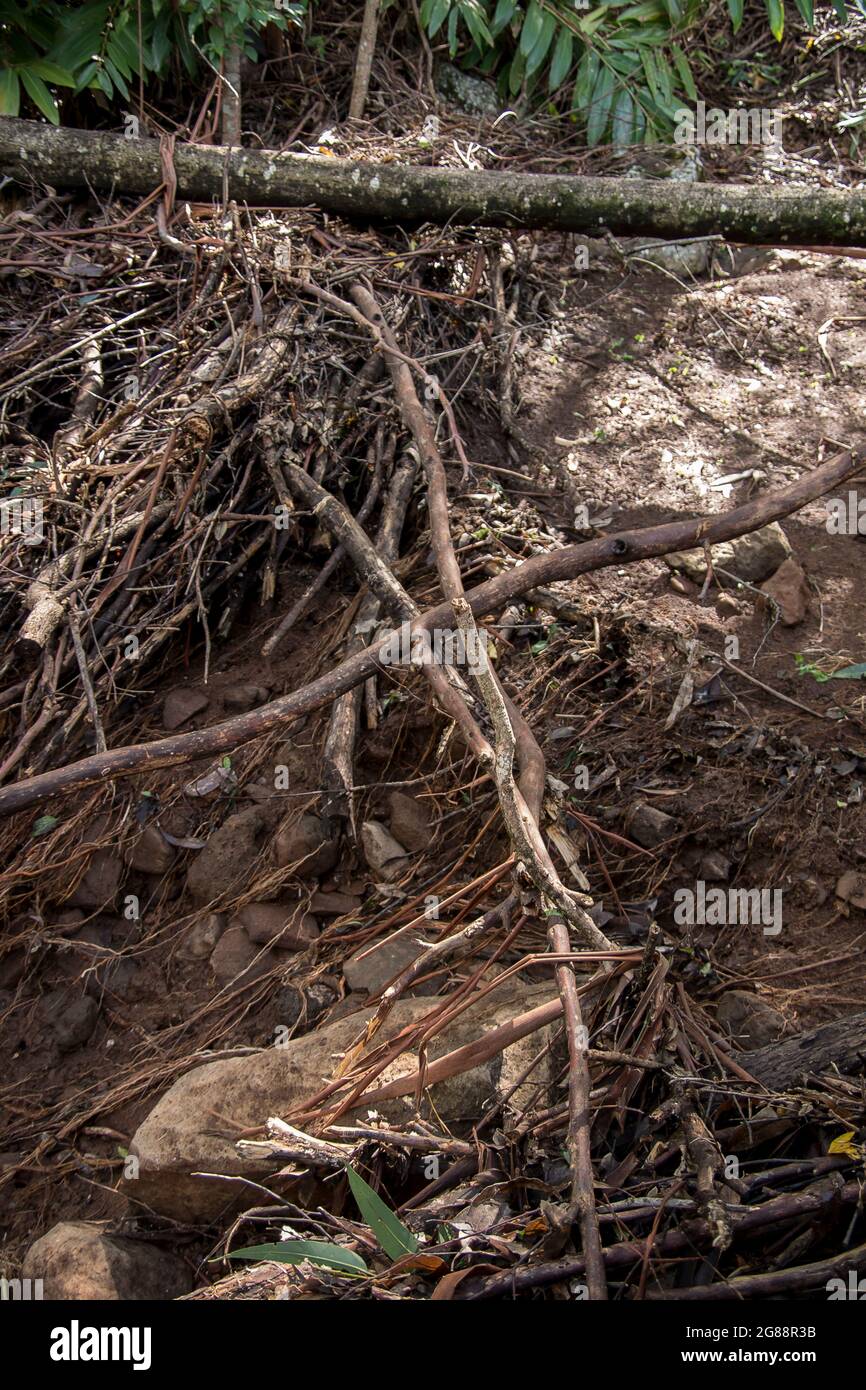 Fallen trees and branches in fast-flowing creek in subtropical ...