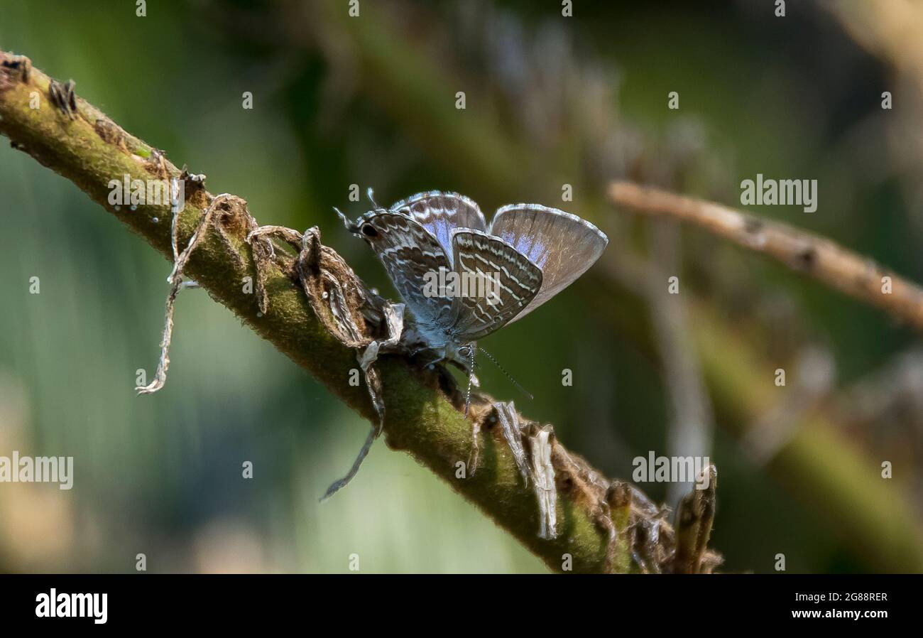 Female blue and brown Cycad Blue Butterfly, Theclinesthes onycha, on ...