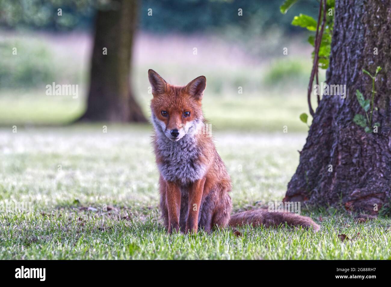 Fox looking up hi-res stock photography and images - Alamy