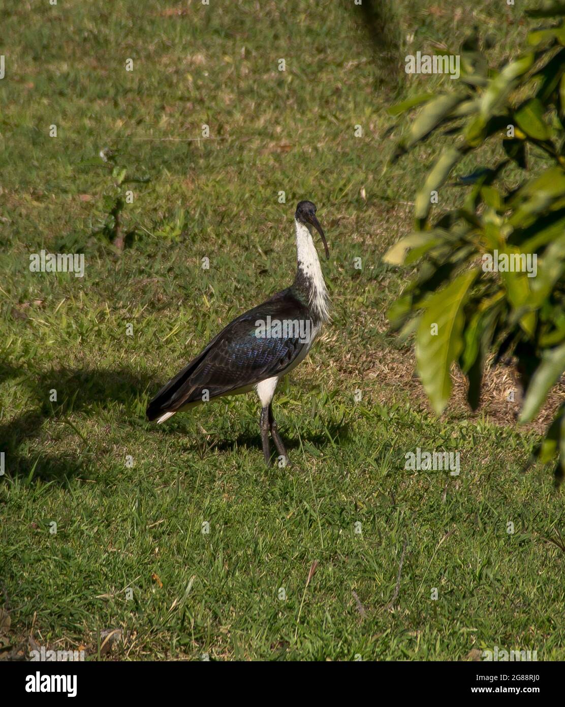 White large long necked bird hi-res stock photography and images - Alamy