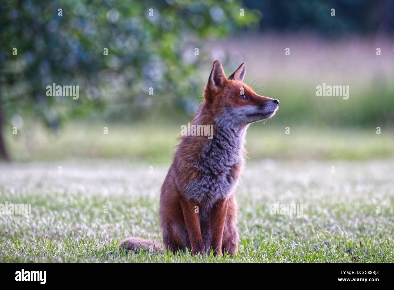 Fox baring teeth hi-res stock photography and images - Alamy