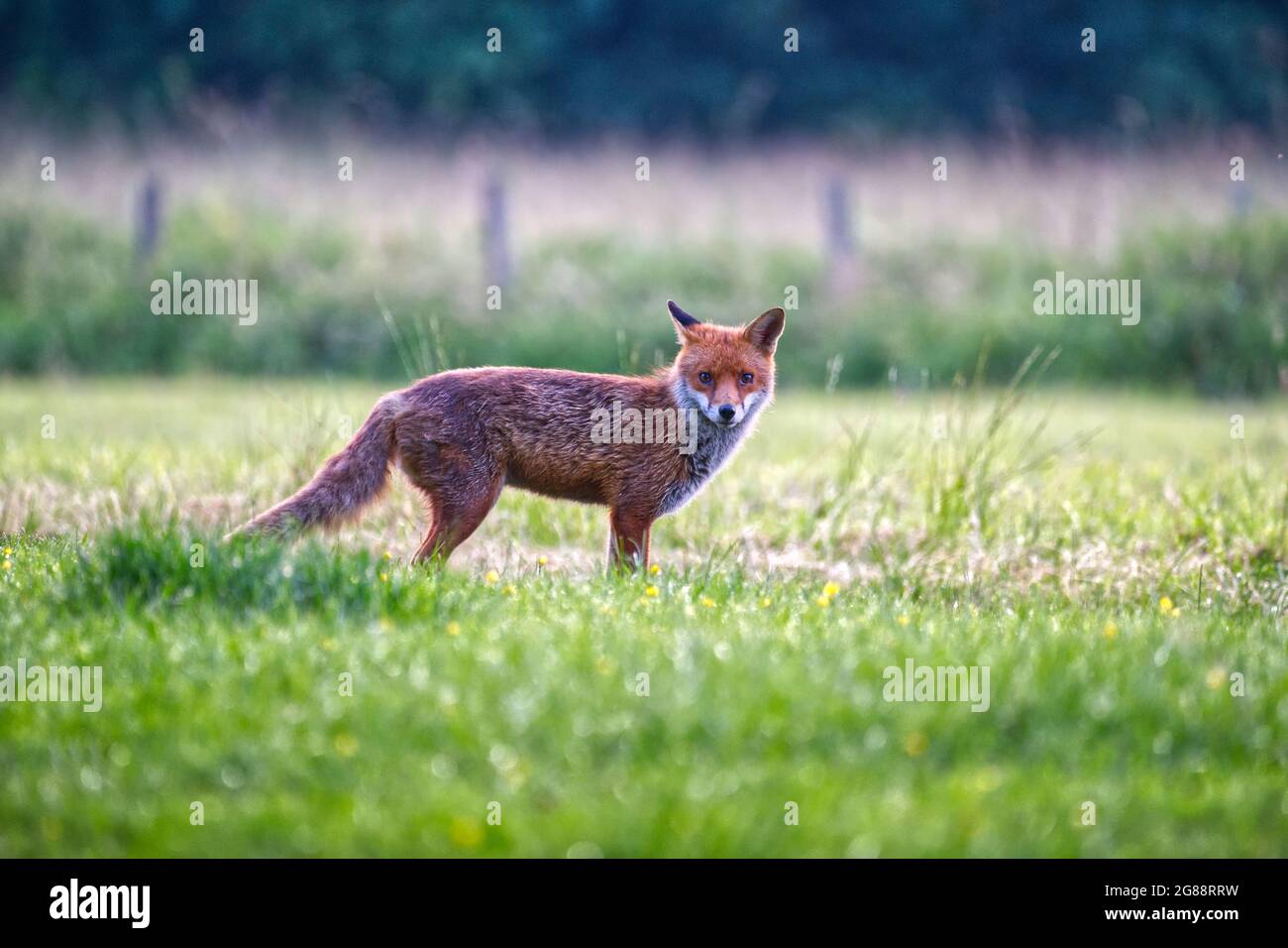 Fox baring teeth hi-res stock photography and images - Alamy