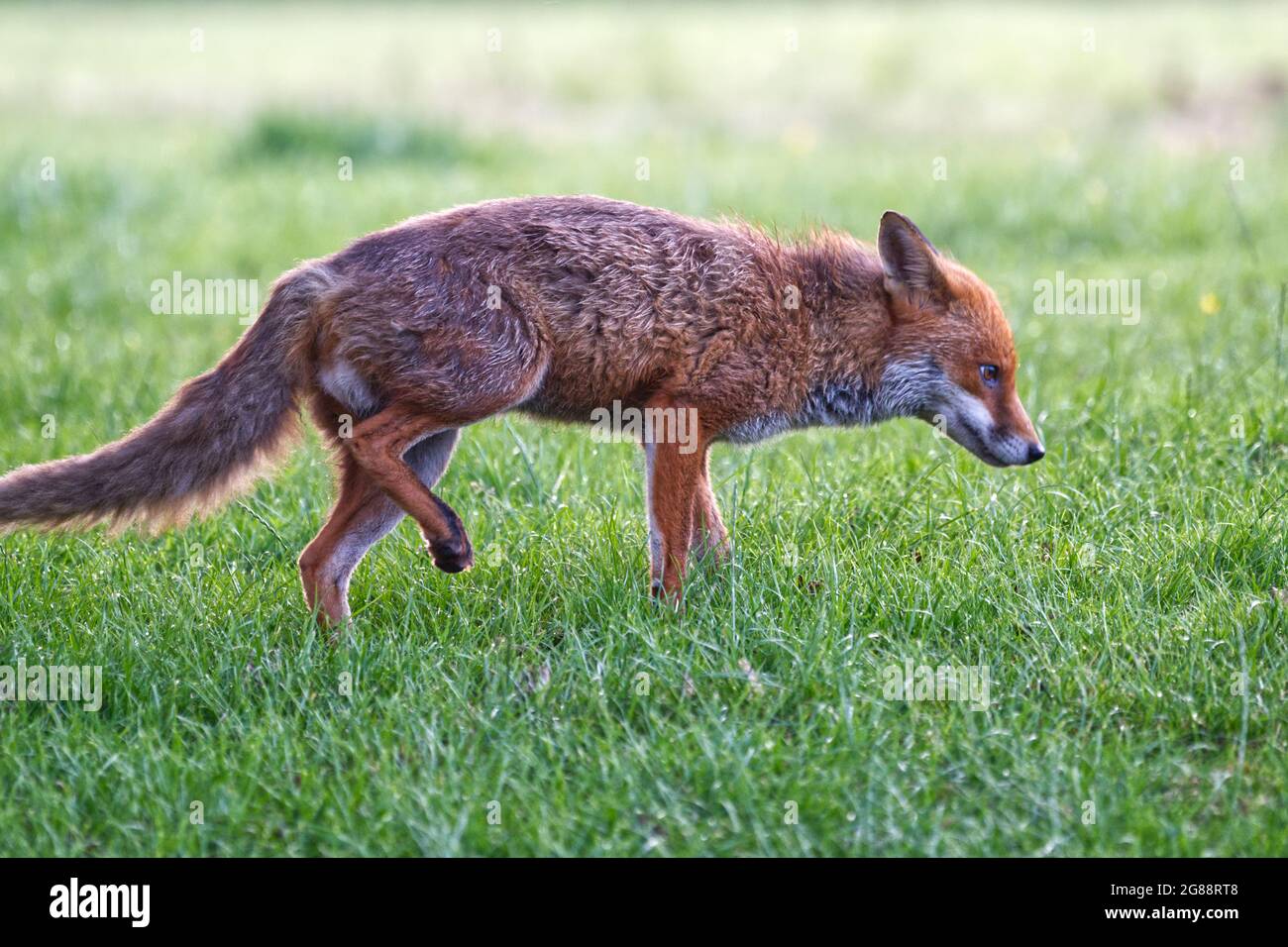 Fox baring teeth hi-res stock photography and images - Alamy