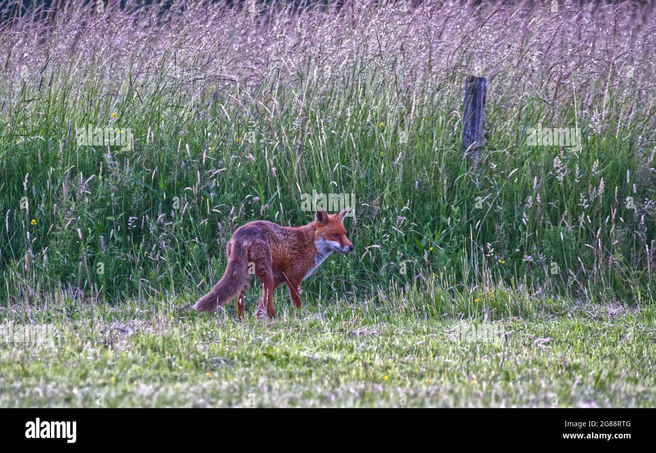 Fox baring teeth hi-res stock photography and images - Alamy