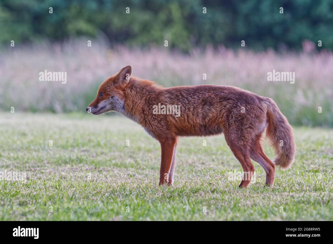 Fox baring teeth hi-res stock photography and images - Alamy