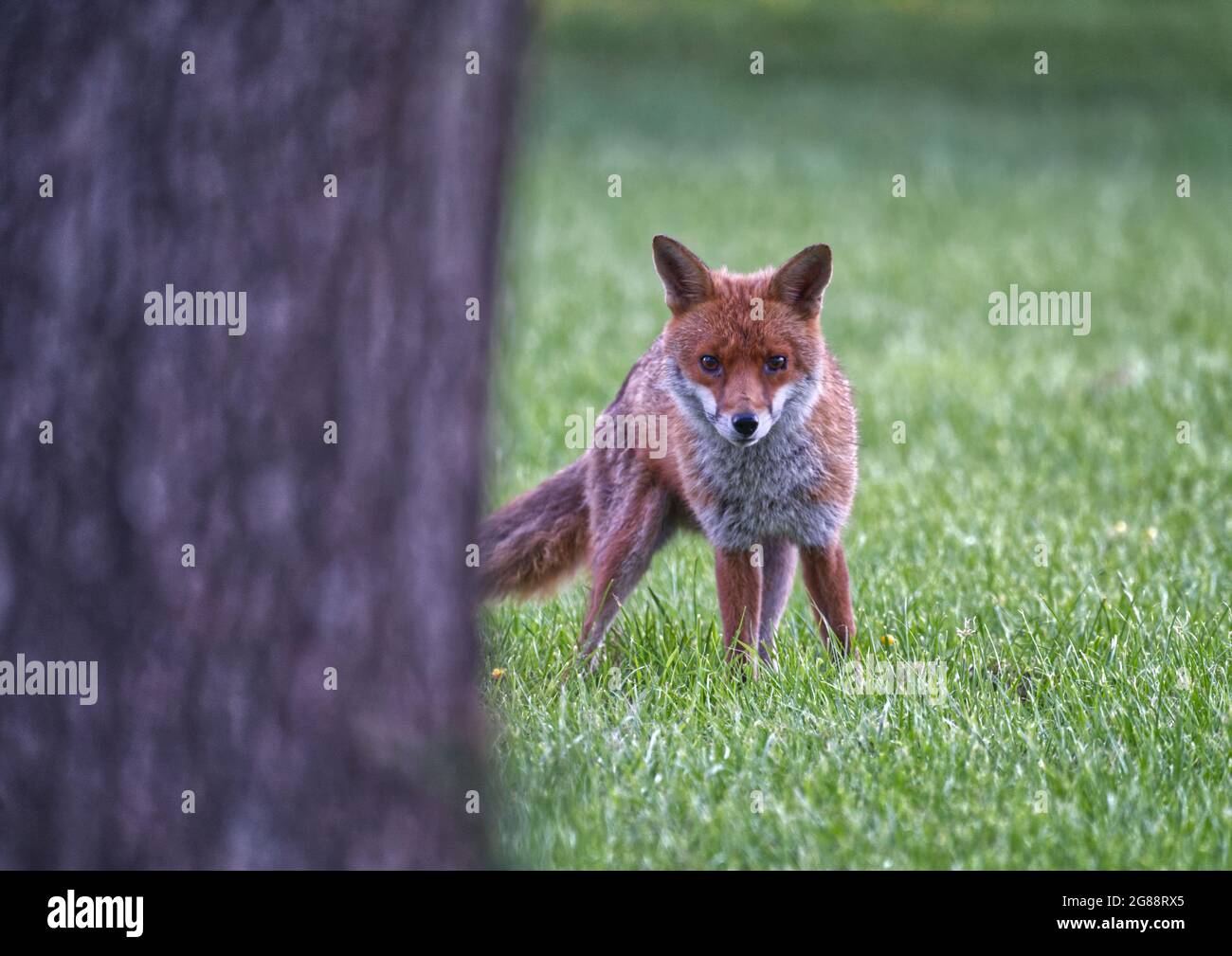 Fox baring teeth hi-res stock photography and images - Alamy