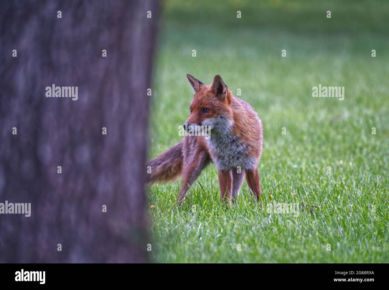 Red fox baring teeth hi-res stock photography and images - Alamy