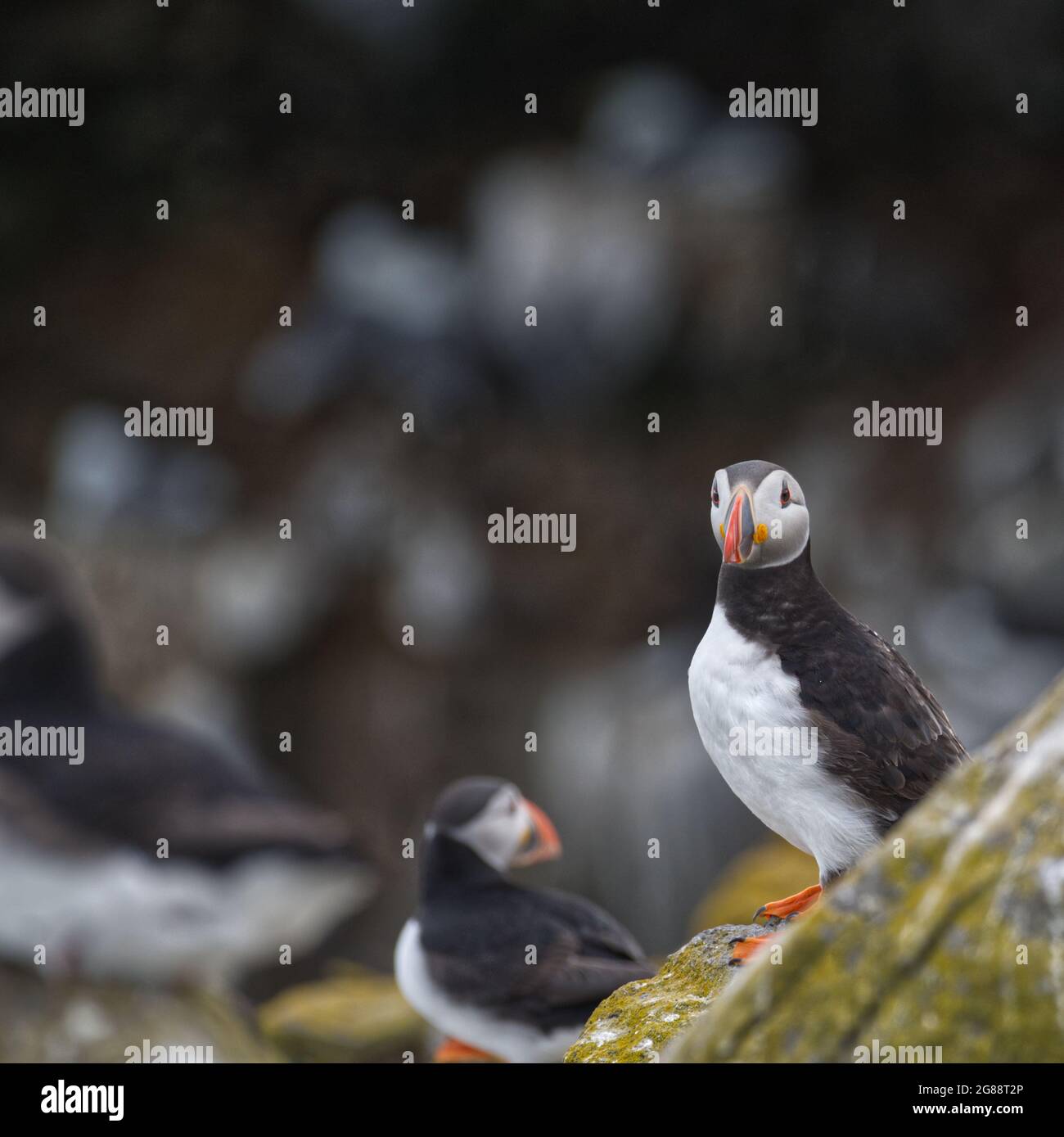 Many puffins in shot hi-res stock photography and images - Alamy