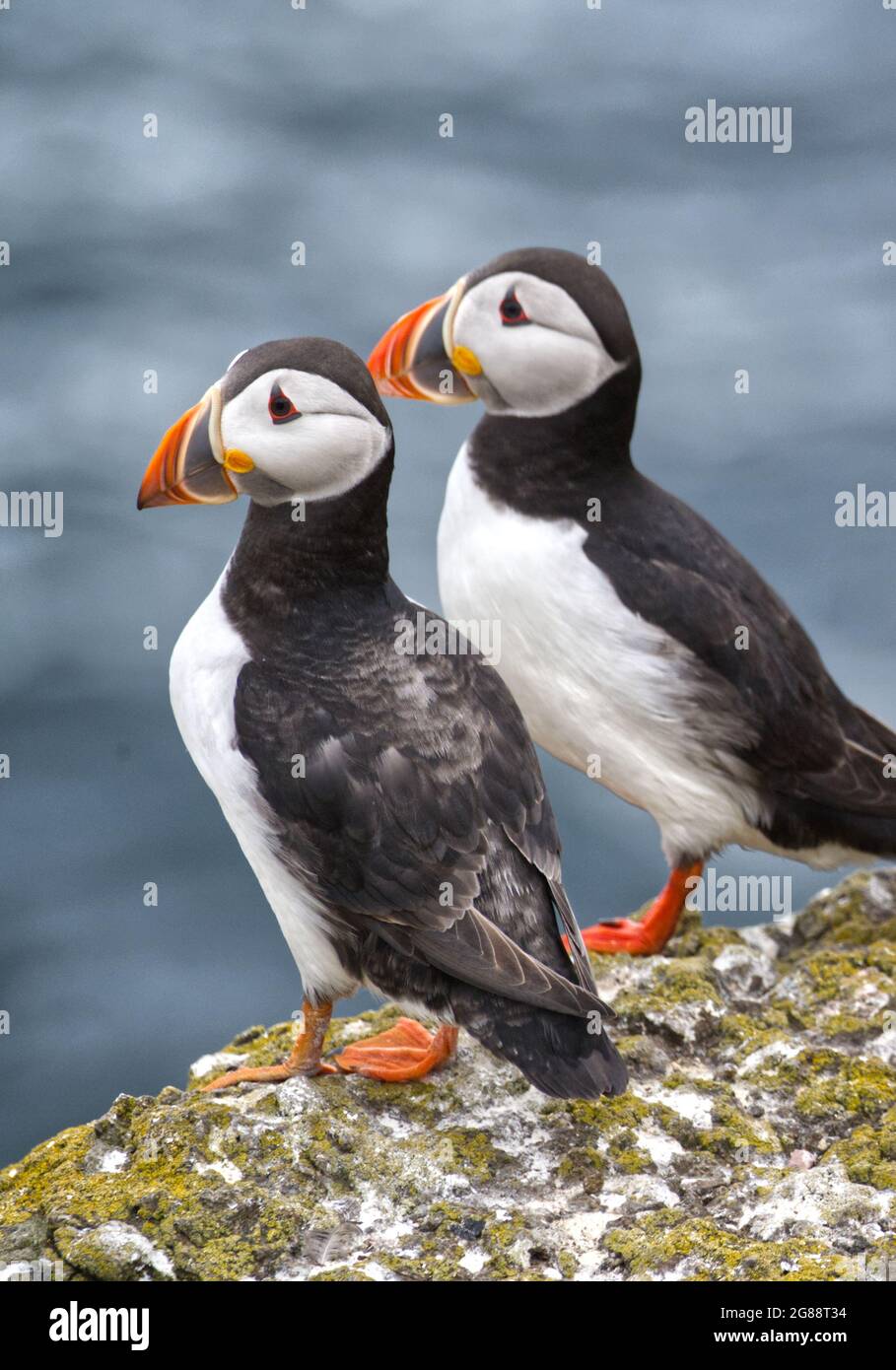 Many puffins in shot hi-res stock photography and images - Alamy