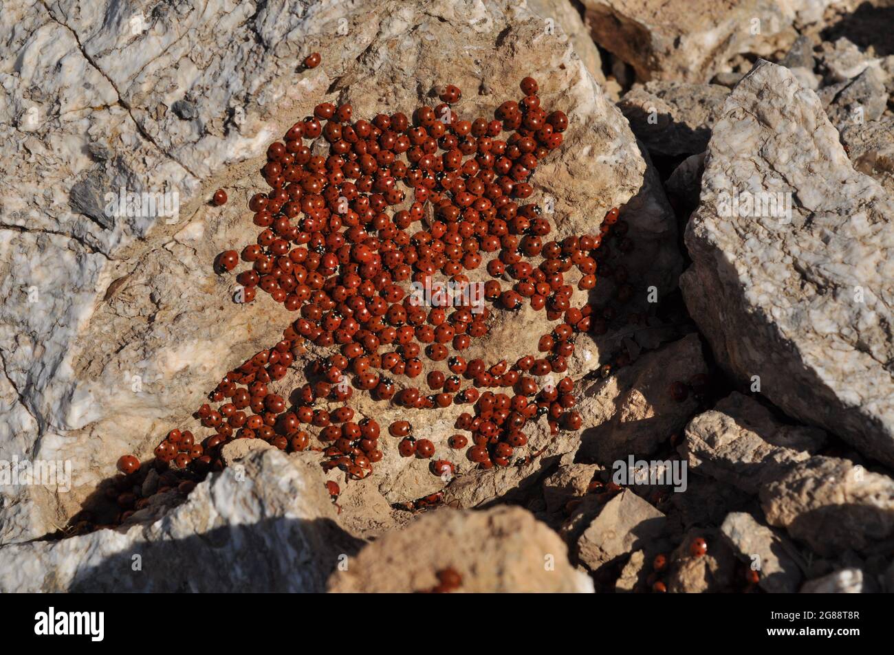 A top view of a swarm of ladybugs on a stone Stock Photo - Alamy