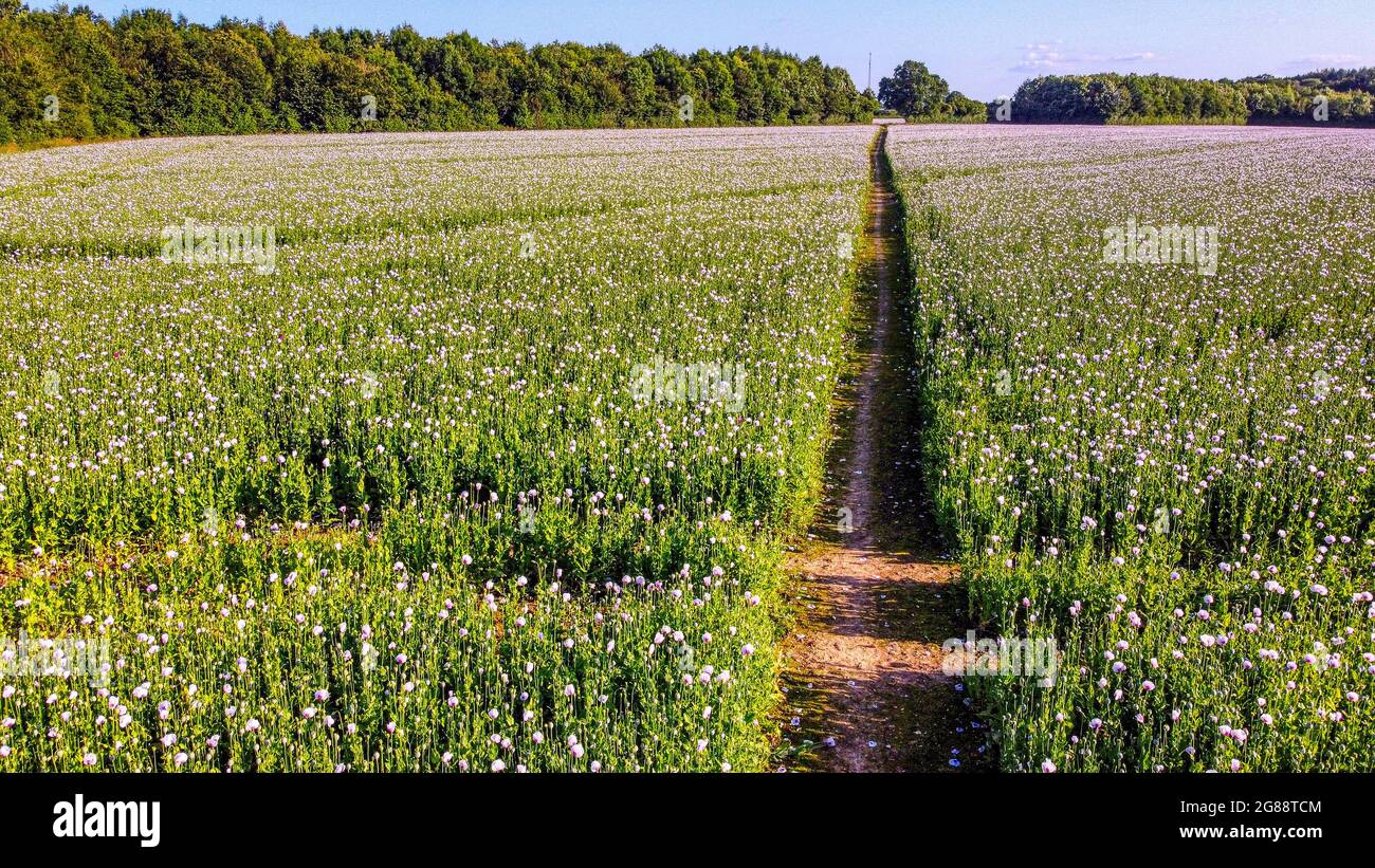 Morphine Plant Growth In Usa