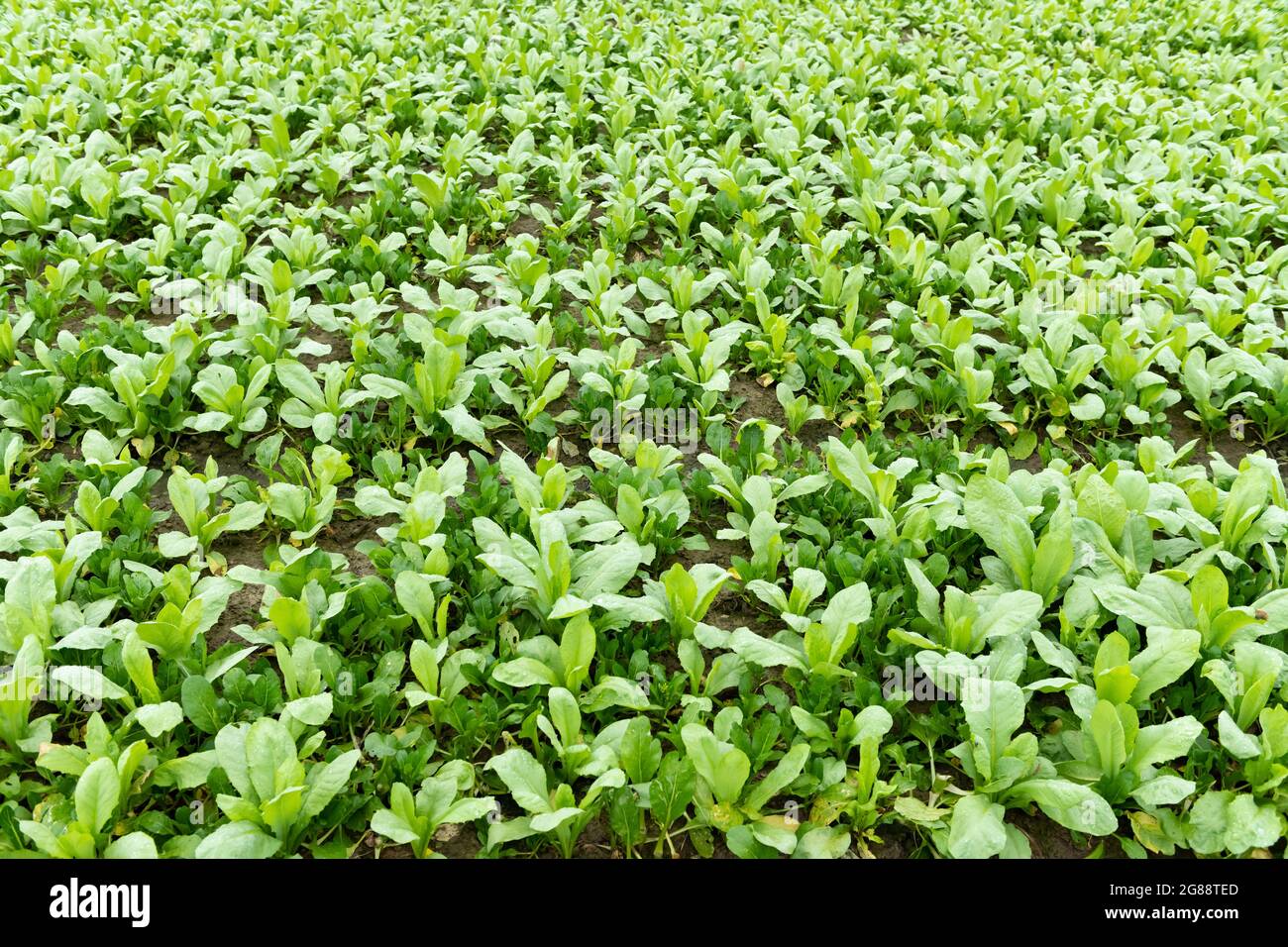 Horizontal growing vegetable rows hi-res stock photography and images ...