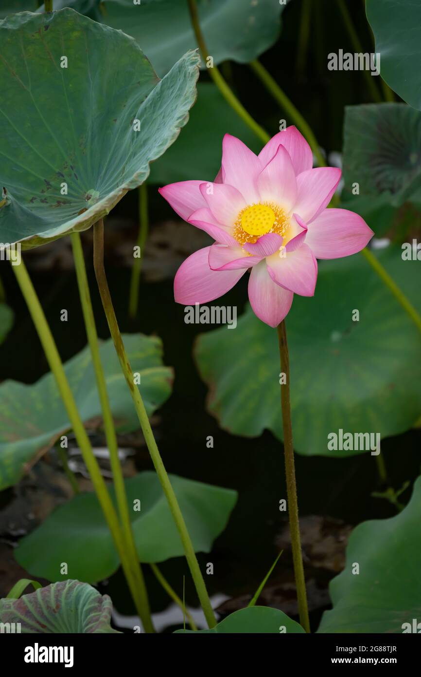 blooming lotus flower at vertical composition Stock Photo - Alamy