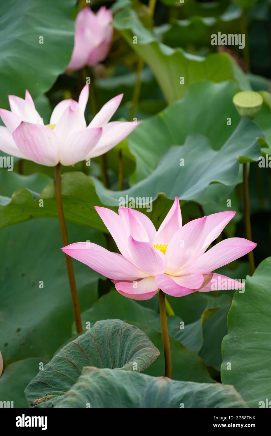blooming lotus flowers vertical composition Stock Photo - Alamy