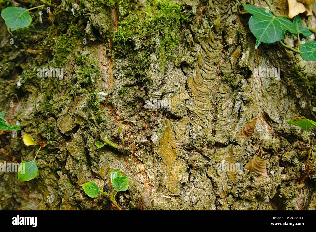 A closeup shot of an aged tree Stock Photo - Alamy