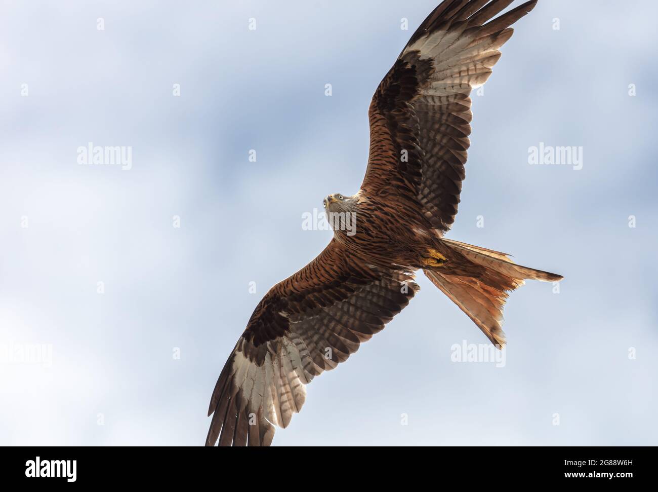 A stunning red kite predatory bird in flight up close Stock Photo - Alamy