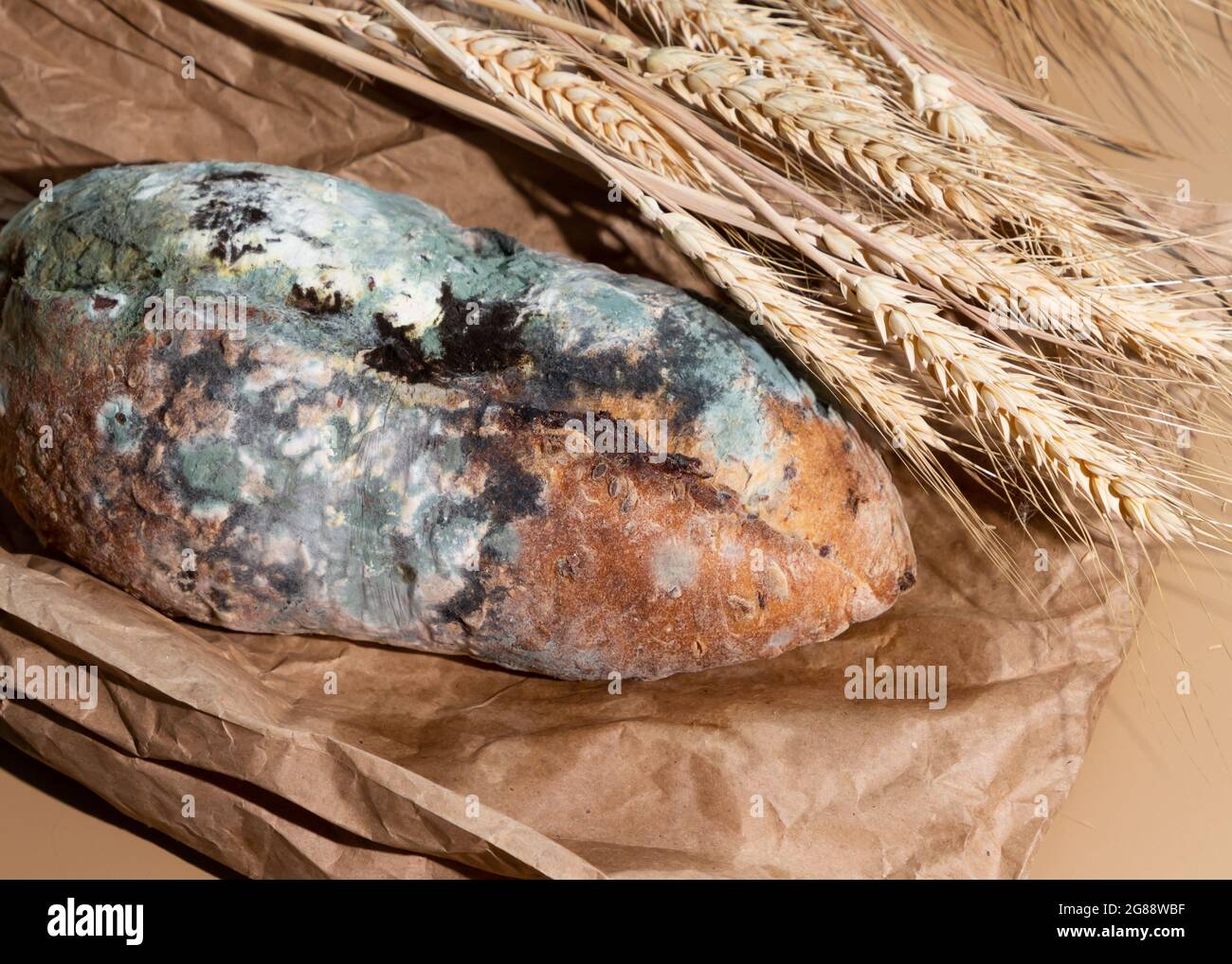 Garbage Of Moldy Food