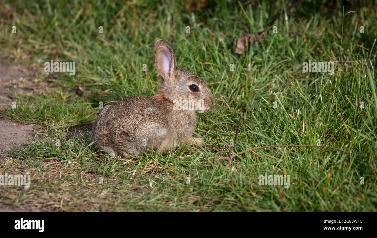 A cute lone wild baby rabbit sitting in grass Stock Photo - Alamy