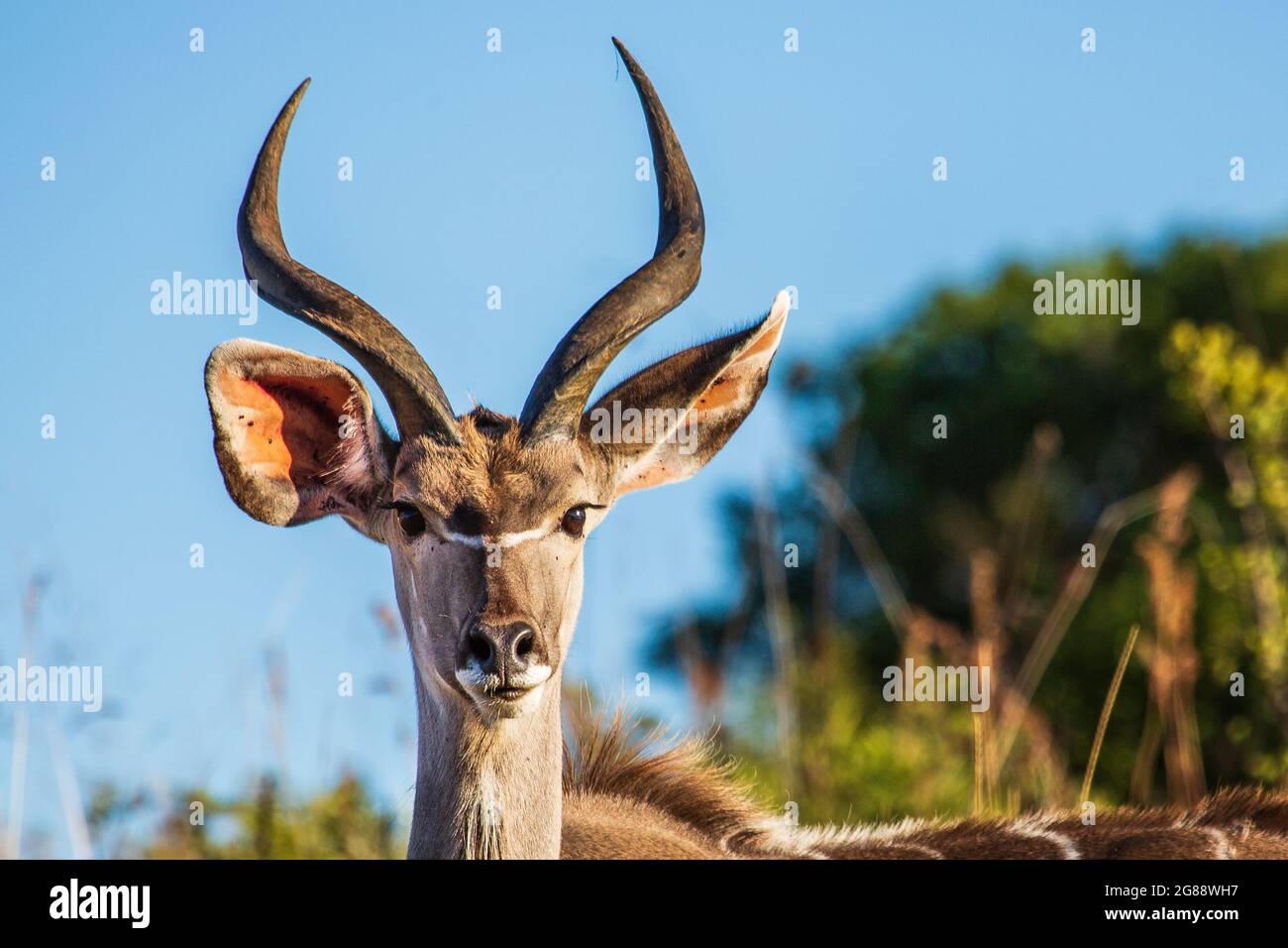 Portrait of a male Greater Kudu buck Tragelaphus strepsiceros, Ithala ...