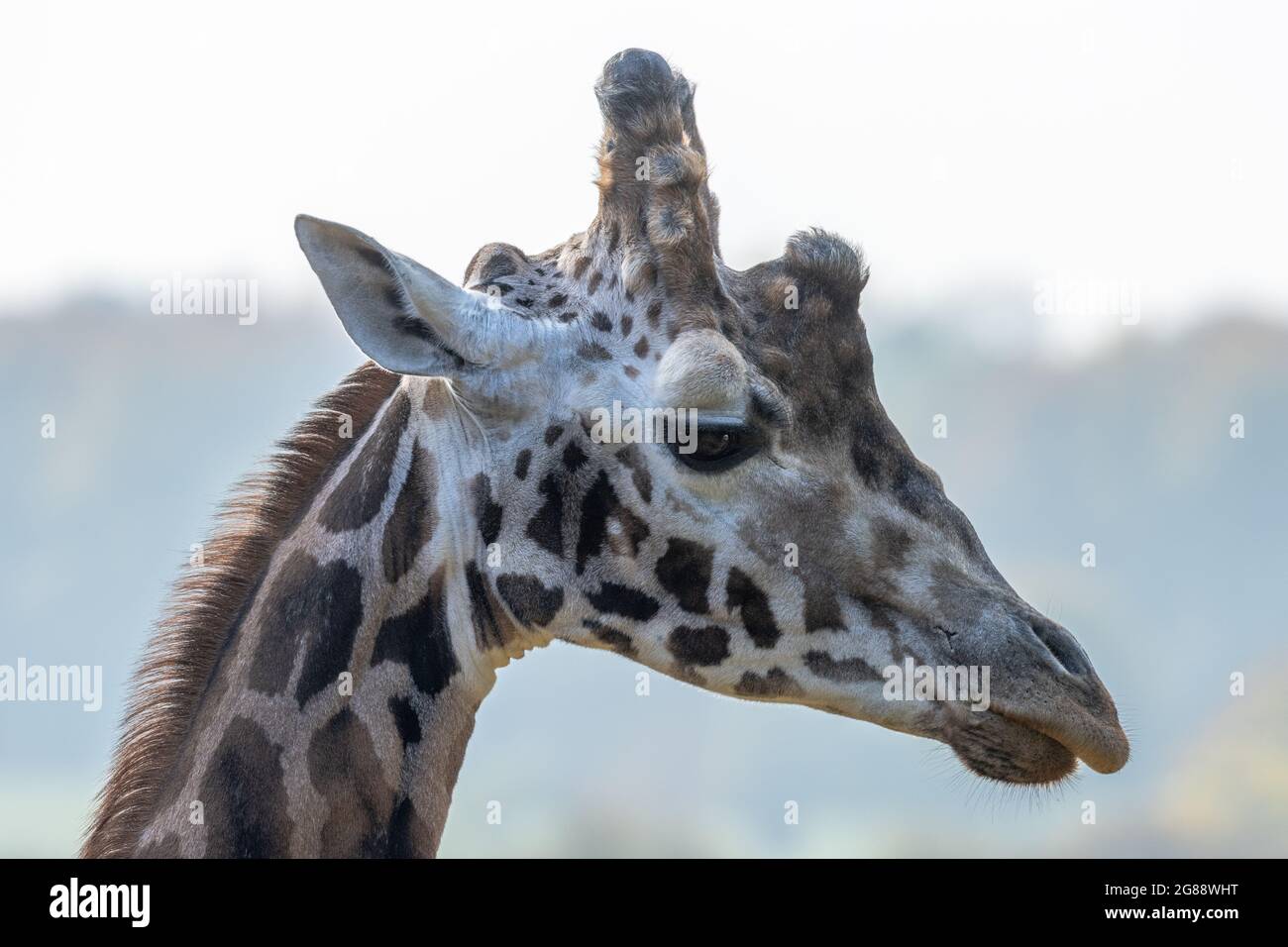 A close up of a giraffe head portrait isolated Stock Photo - Alamy
