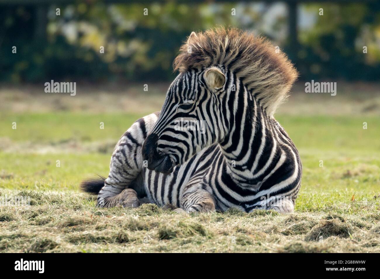Beautiful young zebra hi-res stock photography and images - Alamy