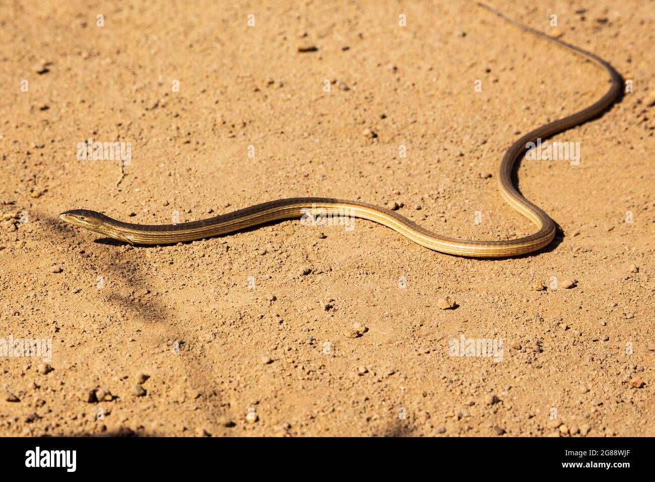 Anguina anguina hi-res stock photography and images - Alamy