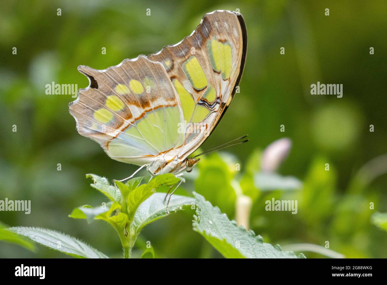 A beautiful tropical butterfly landing on a plant's leaf Stock Photo ...
