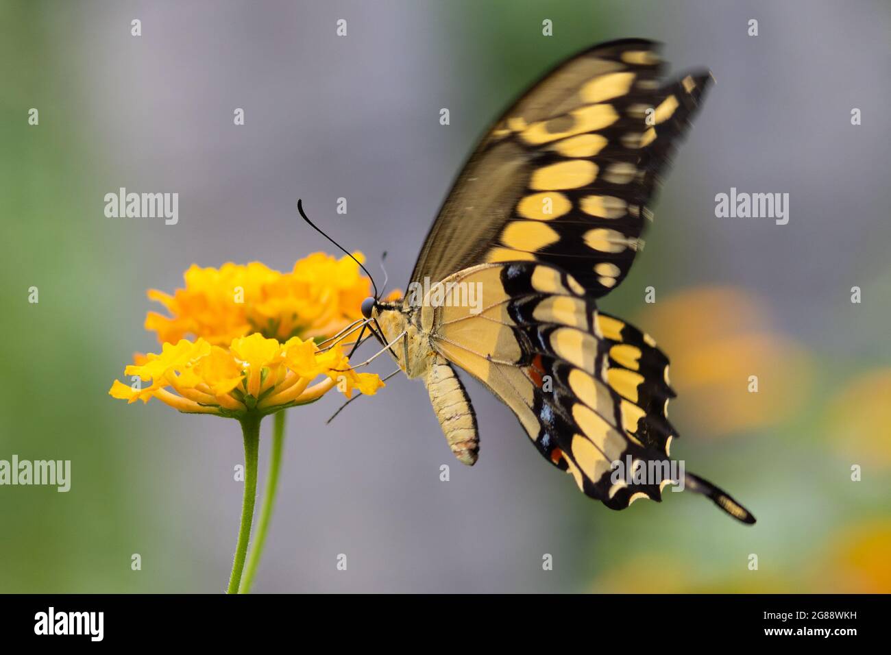 Butterfly landing on flower hi-res stock photography and images - Alamy