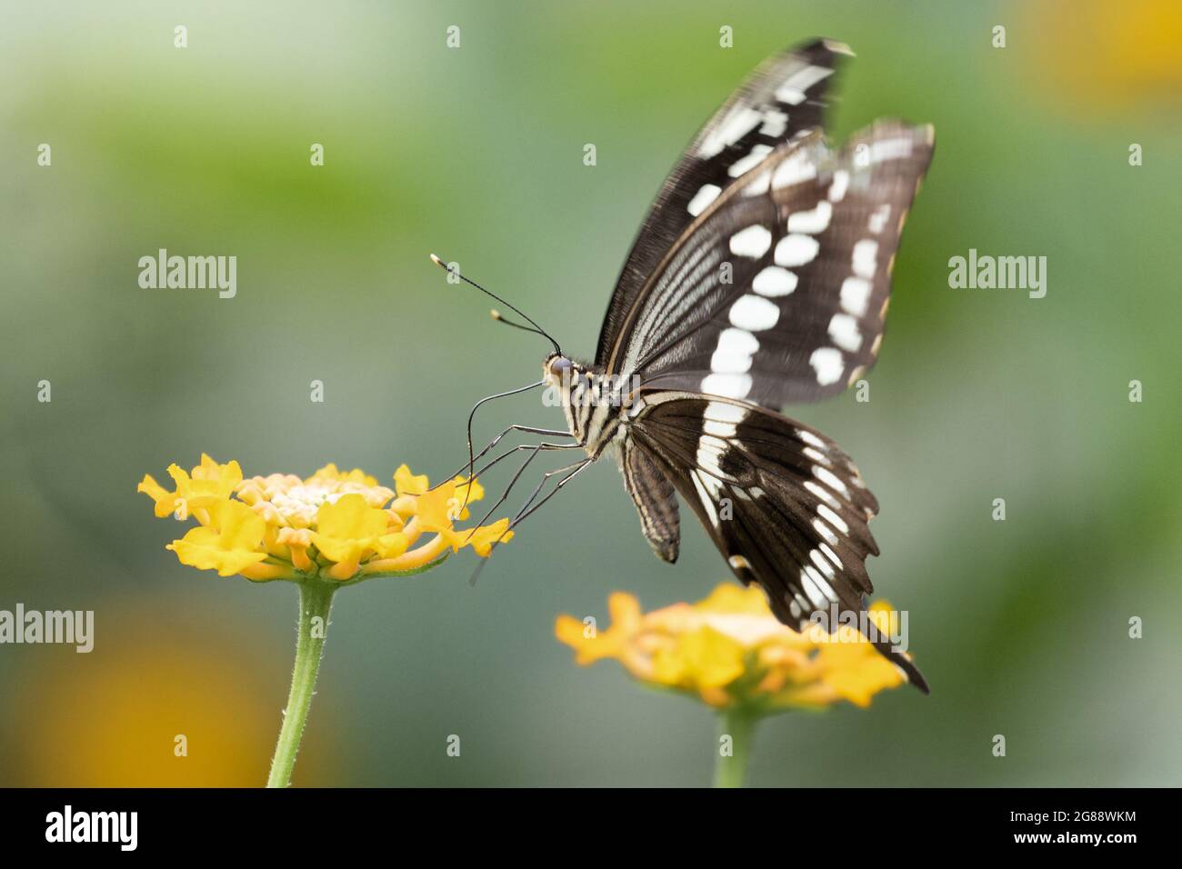 Blue butterfly landing on flower hi-res stock photography and images ...